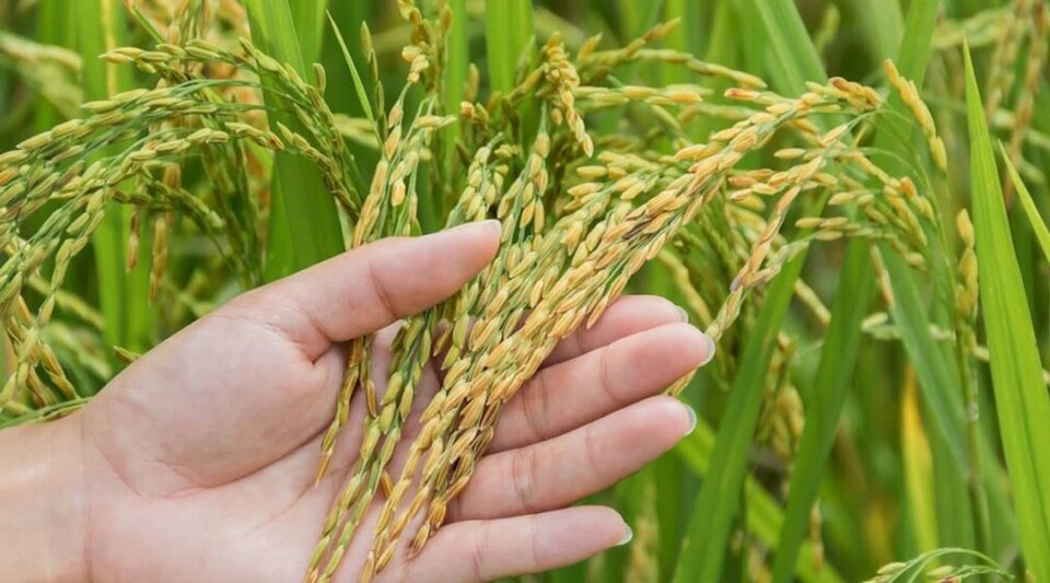Como Se Cultiva El Arroz: Guía Completa de Cultivo | Brillante